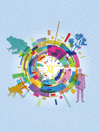 公開成果シンポジウムを開催します (2025年2月20日 12:50～) - 性染色体サイクル：性染色体の入れ替わりを基軸として解明する性の ...