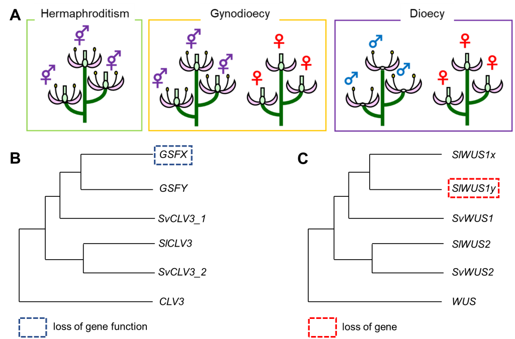 風間班 ヒロハノマンテマの雌ずいの形成に関する総説がCytologia誌に掲載されました。 - 性染色体サイクル：性染色体の入れ替わりを基軸と ...